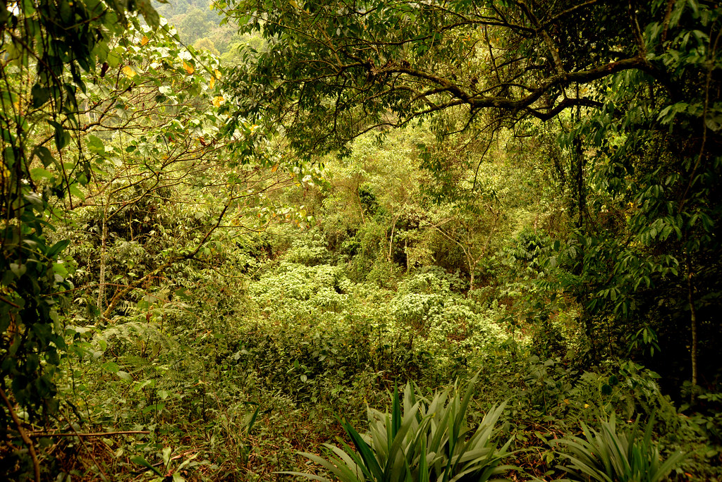 Gorilla Trekking in Uganda’s UNESCO Jungle