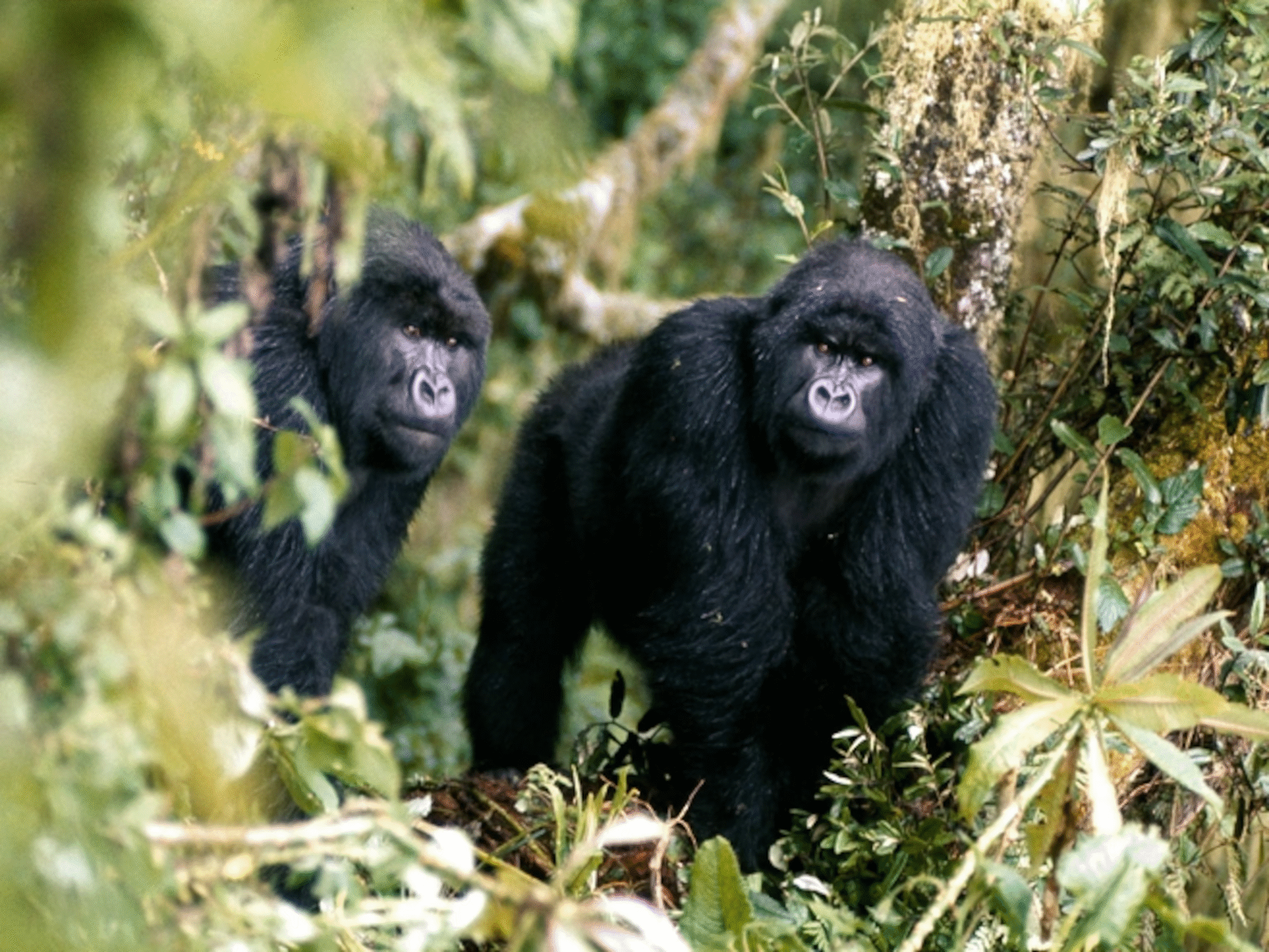 History Of Uganda • From Ancient Kingdoms To Modern Nation