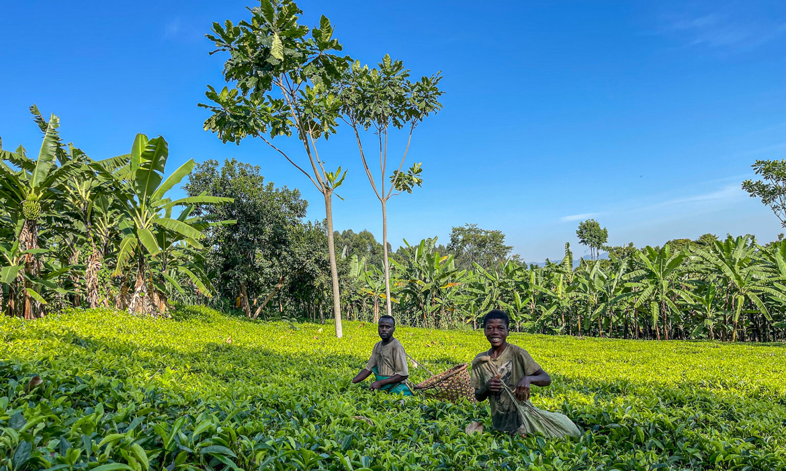 Uganda's Culture And Traditions • Exploring The Heart Of East Africa