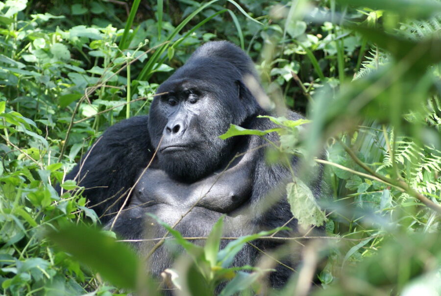 Silverback Gorilla Size Compared To Human • Gorilla Trekking In Uganda