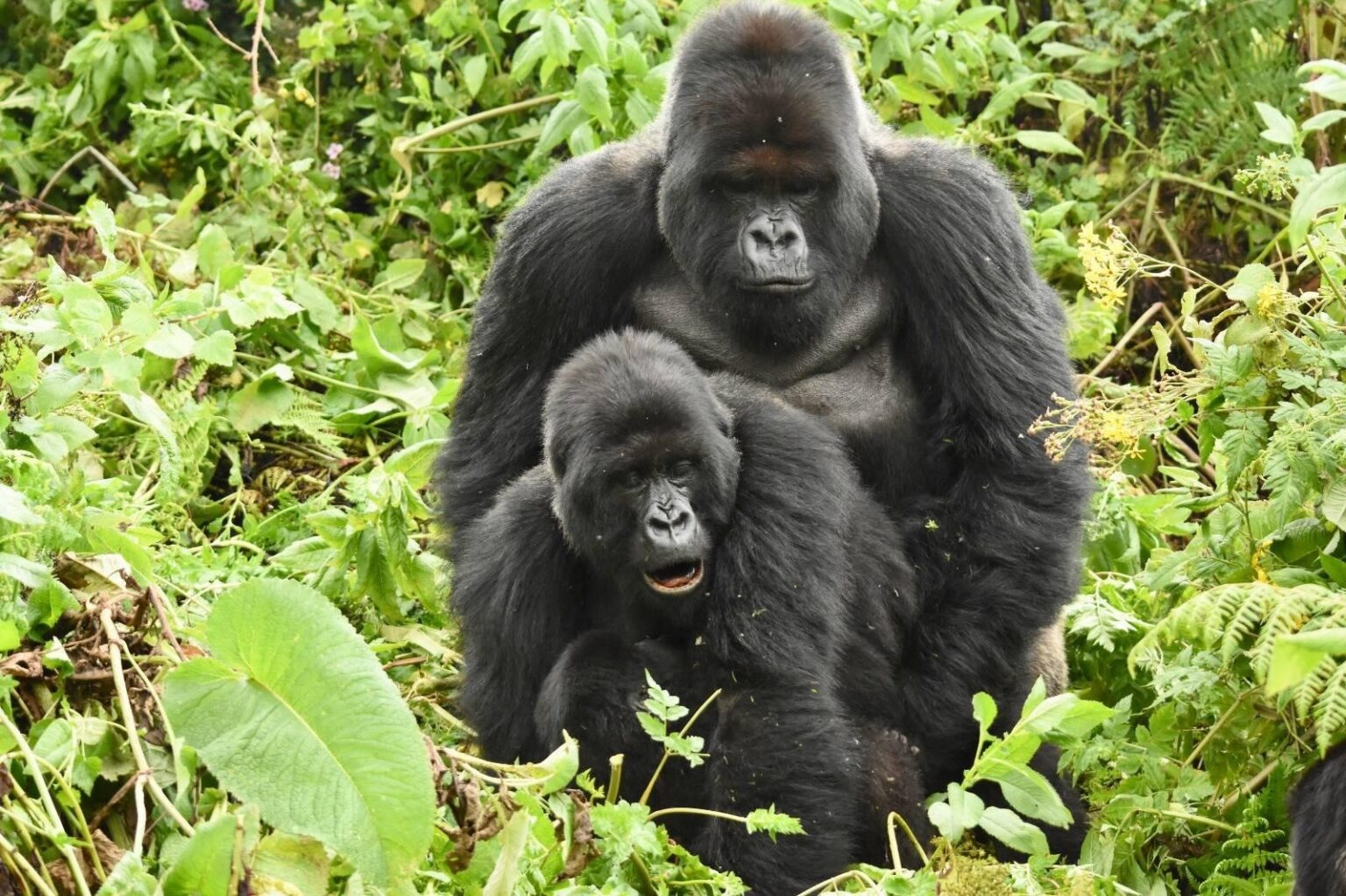 Gorilla Sex • Reproduction • How Do Gorillas Mate?