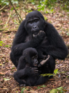 The Towering Presence Of A King: How Tall Is A Silverback Gorilla ...