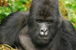 Silverback Gorilla Size: The Full Measure Of A Forest Titan • Gorilla ...