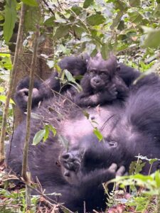 Silverback Gorilla Size: The Full Measure of a Forest Titan