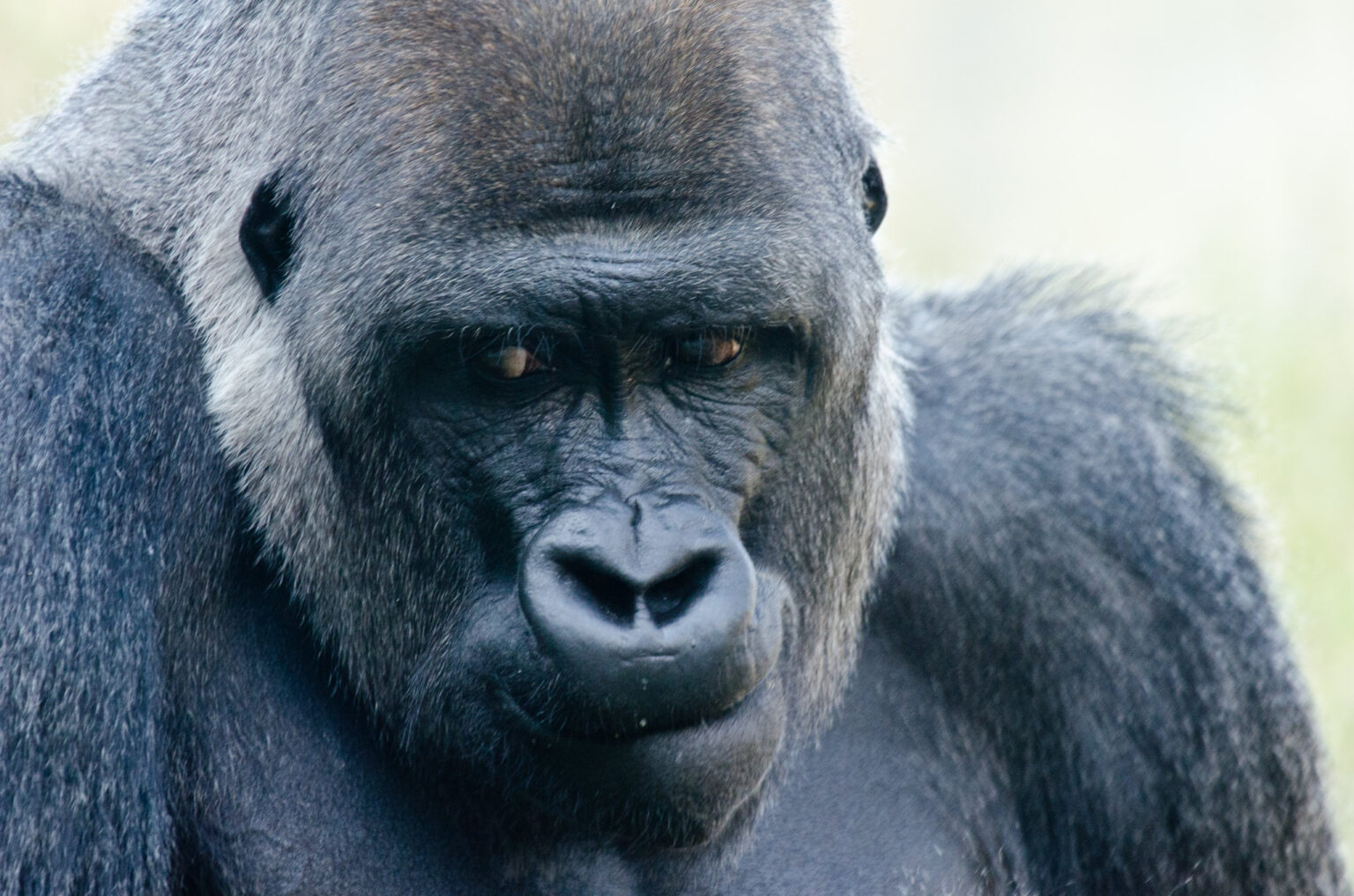 Uganda Gorilla Trekking Permits – Prices, Booking, & Travel Tips